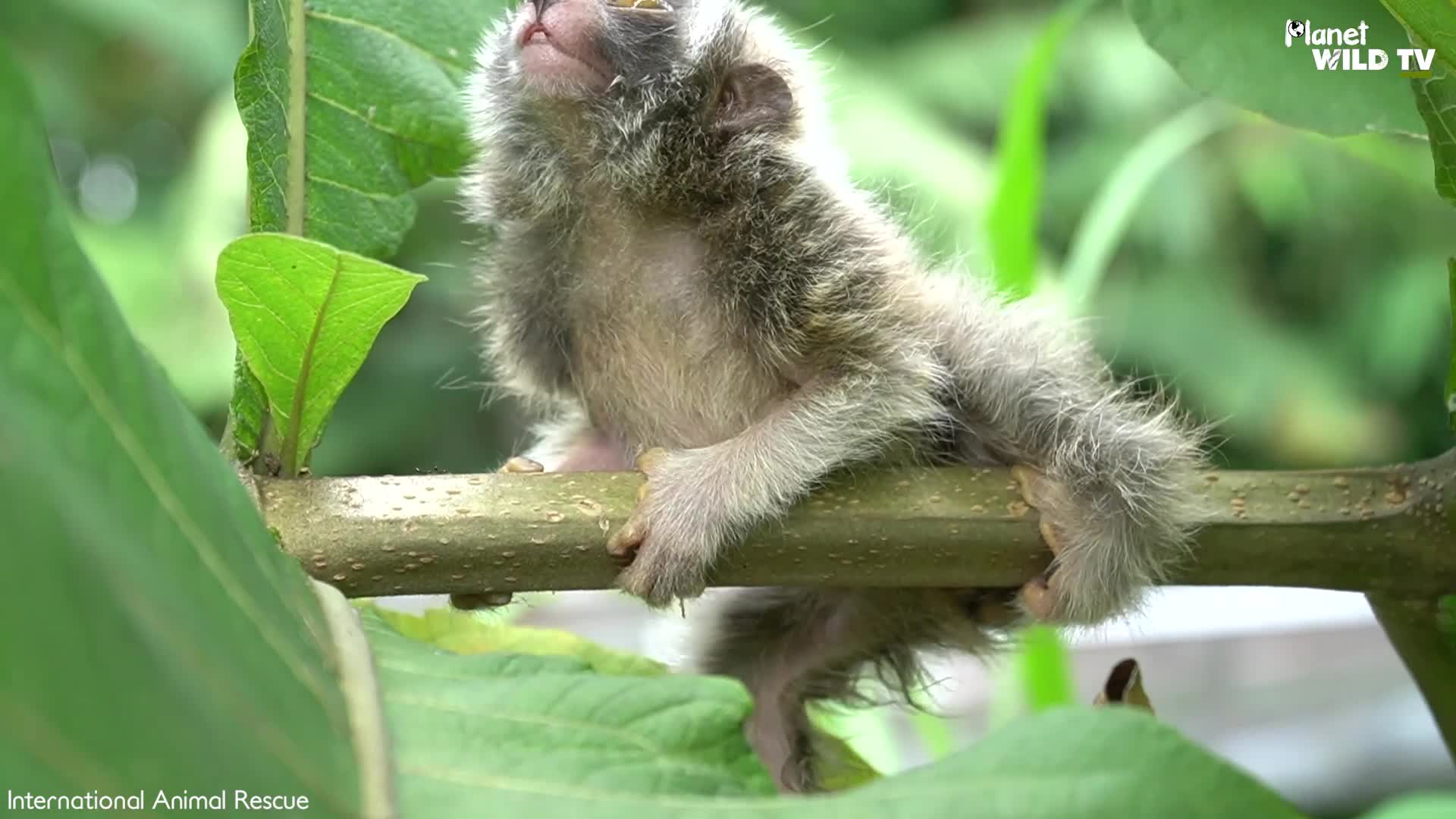 Incredible Rescues of Orangutans, Foxes, Slow Lorises & More