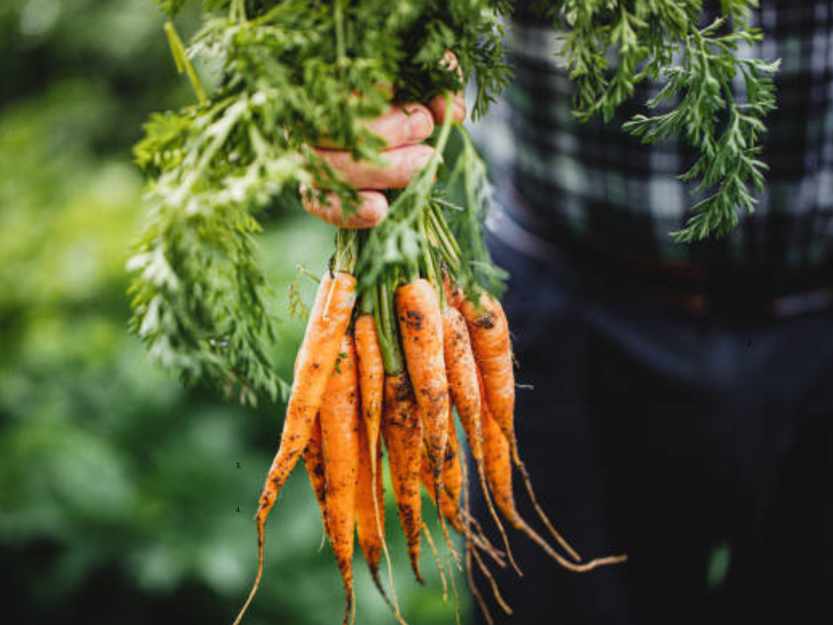 7 healthy vegetables to grow in your home garden