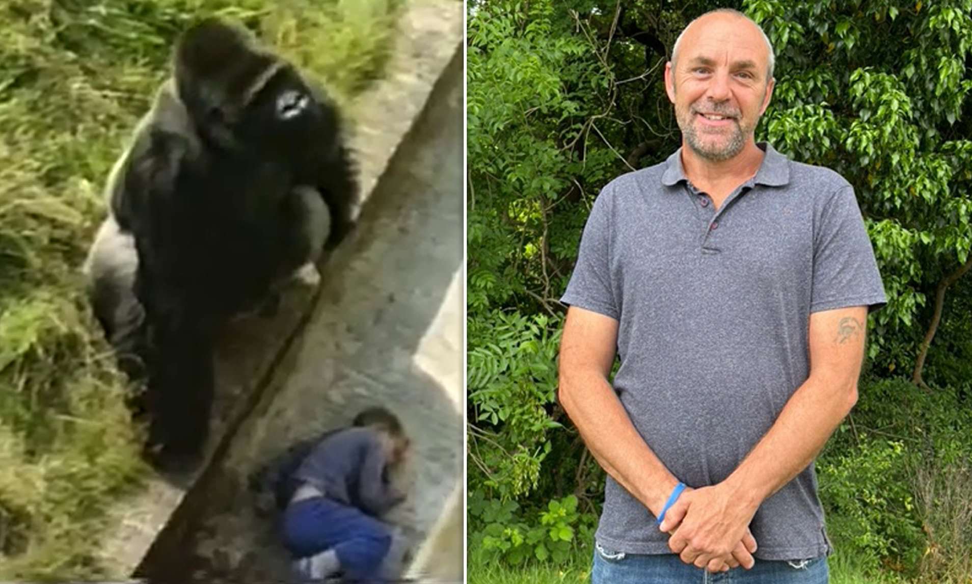 I Cheated Death When I Fell Into Gorilla Enclosure What Happened Next