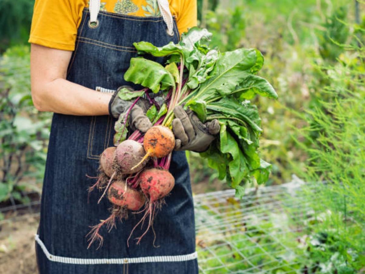 7 healthy vegetables to grow in your home garden