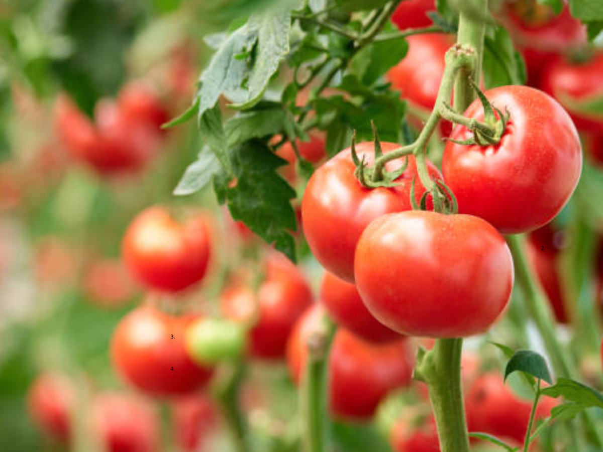 7 healthy vegetables to grow in your home garden
