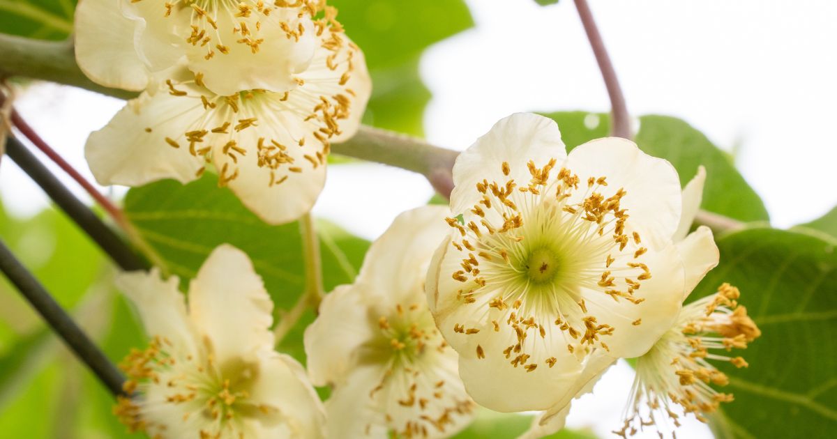 Tout le monde mange ce fruit sans connaître l’arbre qui le produit, un ...