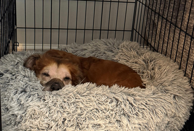 Internet celebrity Tiki is up for adoption. The waitlist is full.
