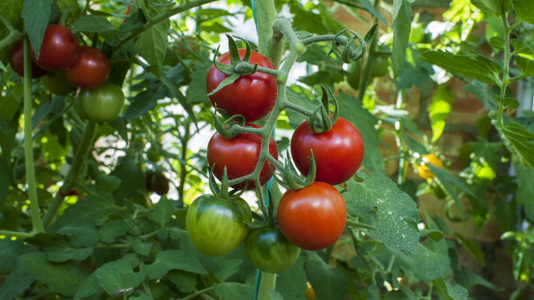 Unlock Extra Tomatoes With This Simple Tomato Tickle Trick