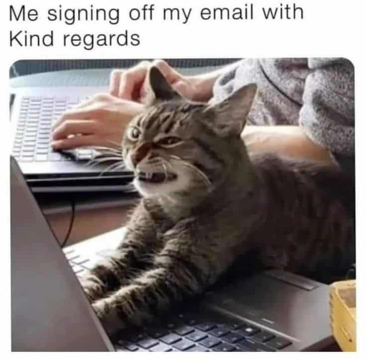 35 Funny Cat Memes That Delivered Hilarity And Pawsitivity This Week ...