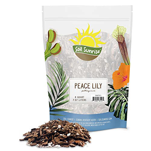 5 places to never grow a peace lily – houseplant experts warn these ...