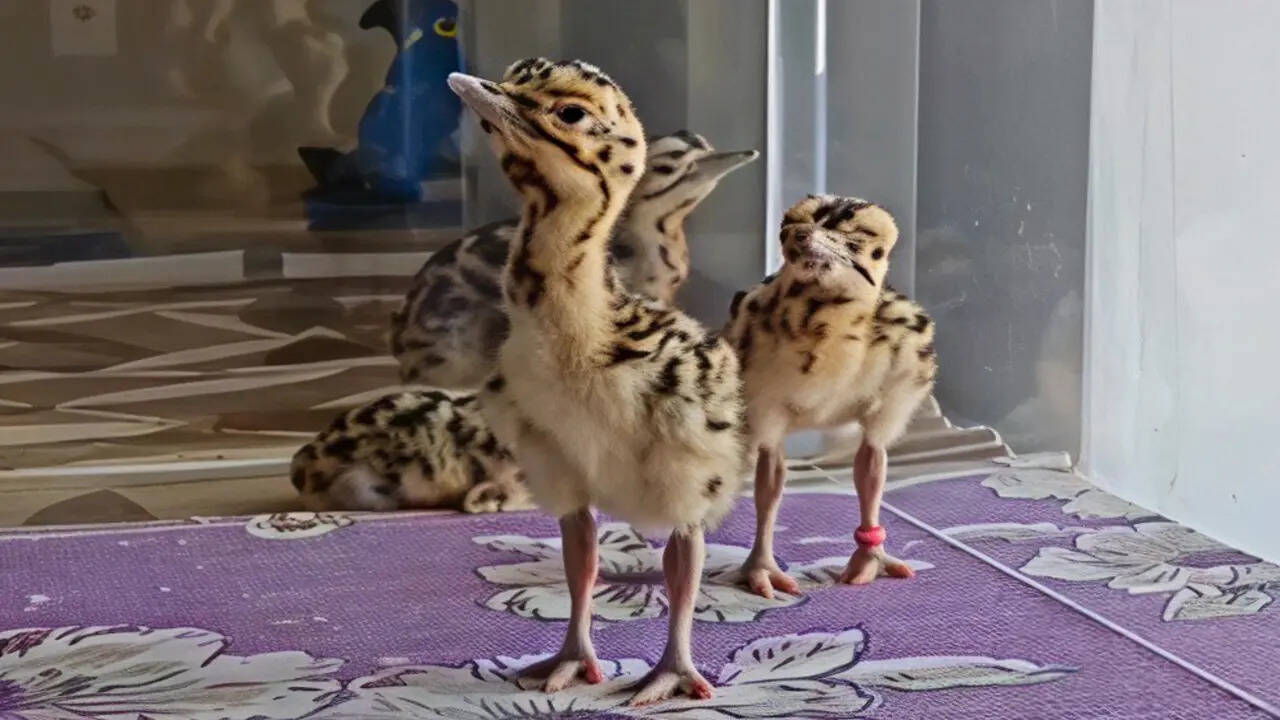 ‘Atom’, ‘Sophia’, and More: Rajasthan’s Great Indian Bustard Chicks ...