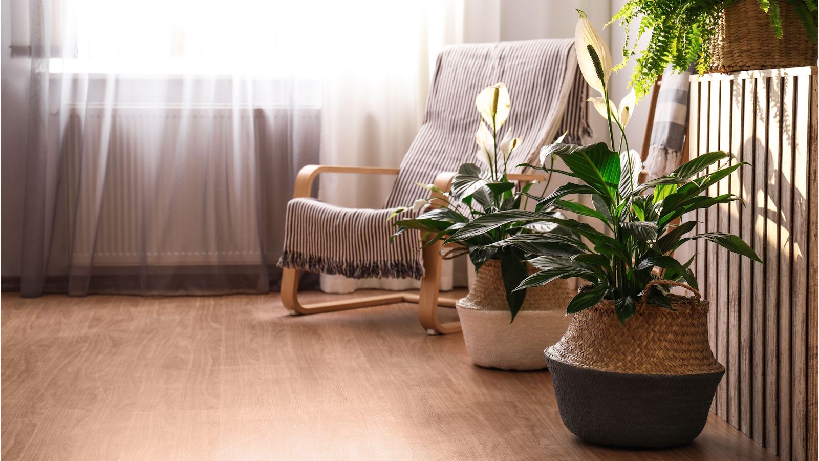 5 places to never grow a peace lily – houseplant experts warn these ...