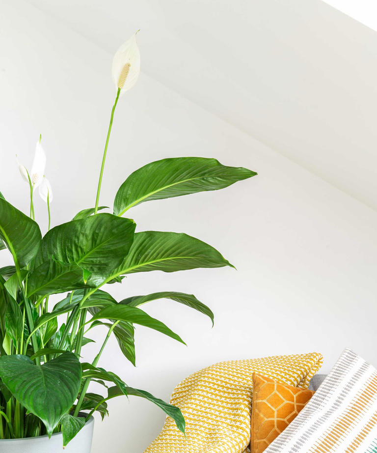 5 places to never grow a peace lily – houseplant experts warn these ...