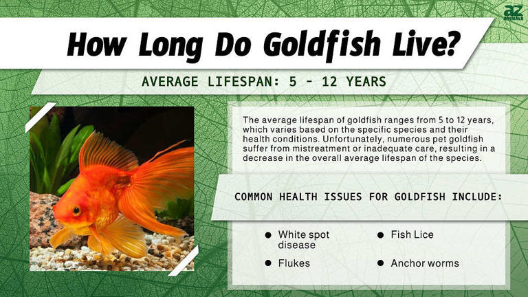 Goldfish Lifespan: How Long Do Goldfish Live?