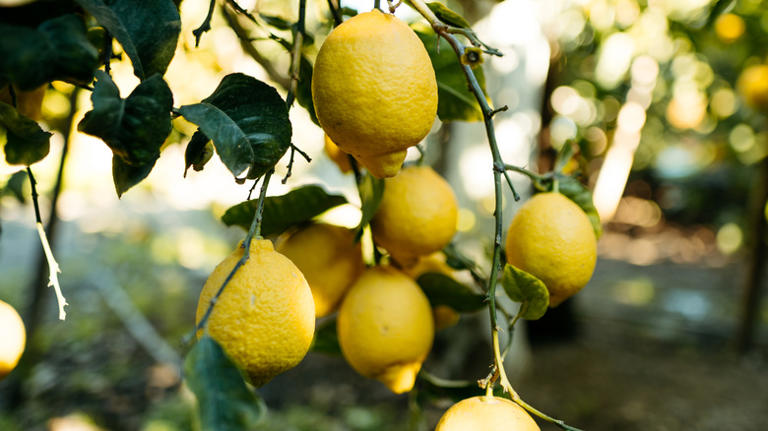 Which Country Produces The Most Lemons And Limes In The World?