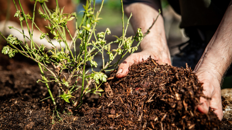 The Best Way To Use Coffee Grounds Alongside Mulch In The Garden