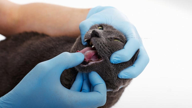 Veterinario abre la boca del gato y se queda paralizado por el shock ...