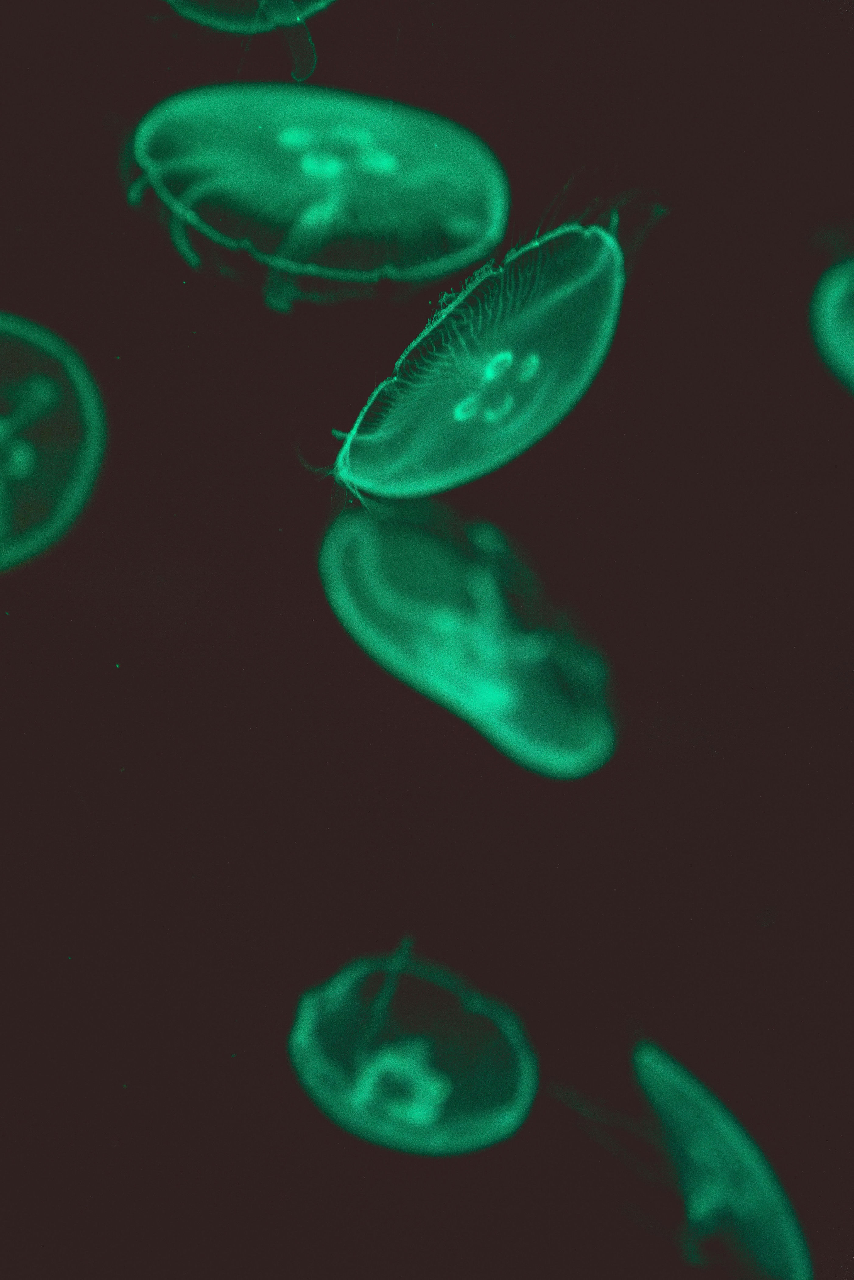 5 sea animals that can live without a brain