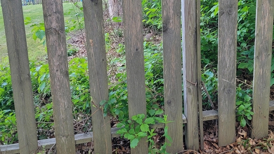 Optical illusion: Can you spot the hidden rabbit in this image that's ...