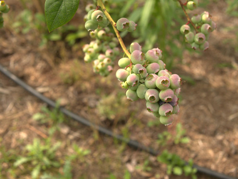 Cool, wet weather taking a toll on pick-your-own berry season. Here's ...