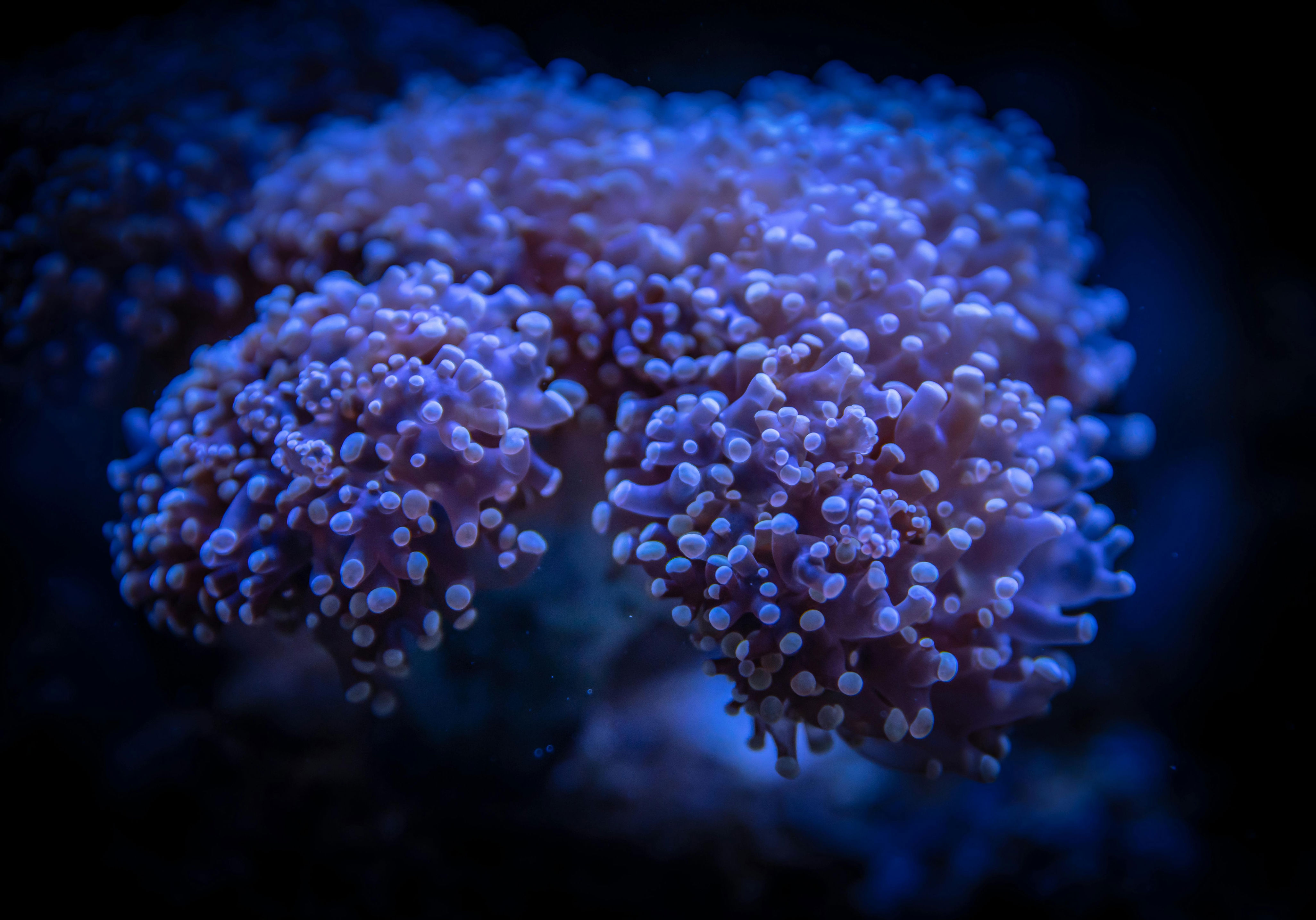 5 sea animals that can live without a brain