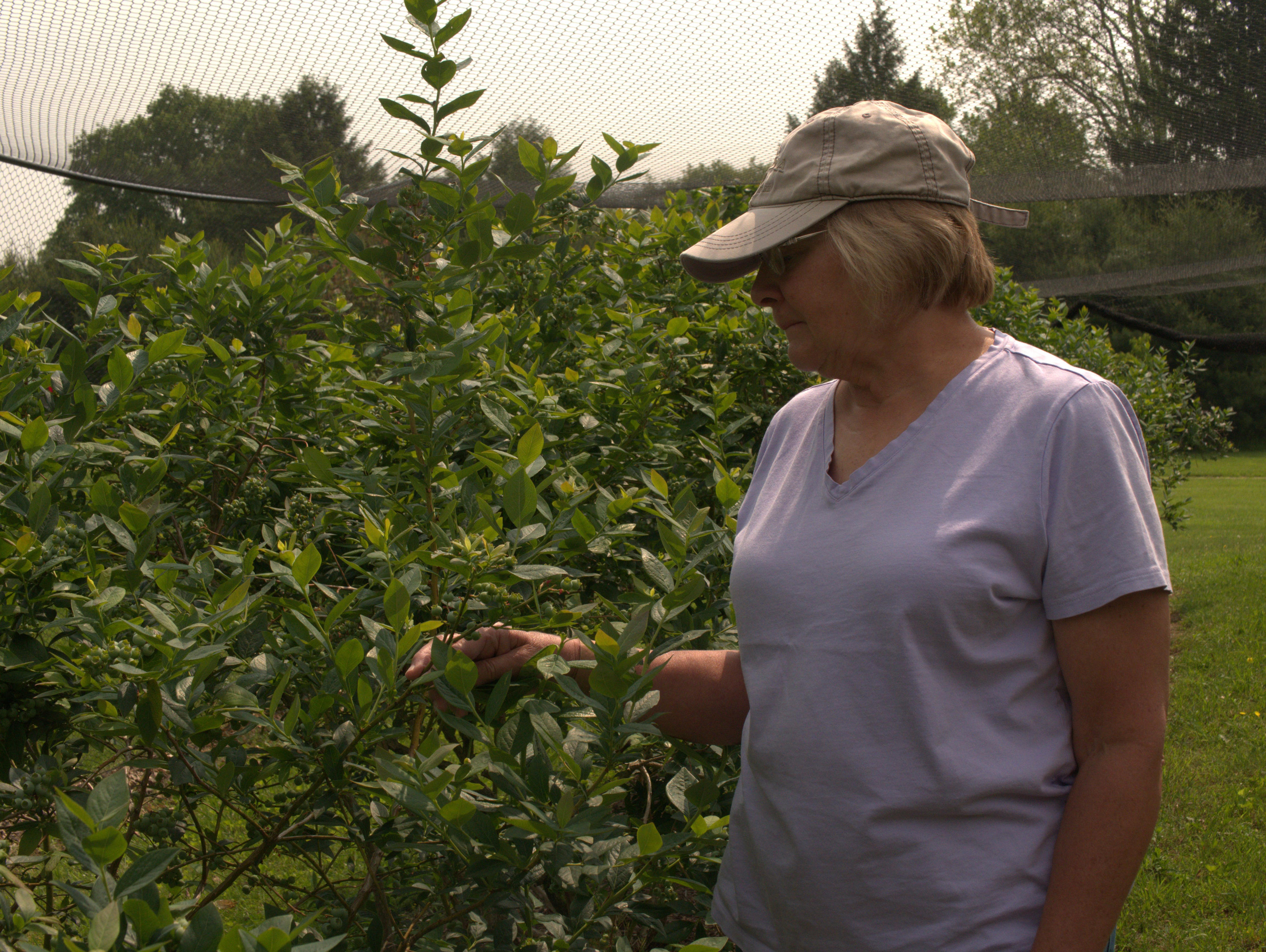 Cool, wet weather taking a toll on pick-your-own berry season. Here's ...