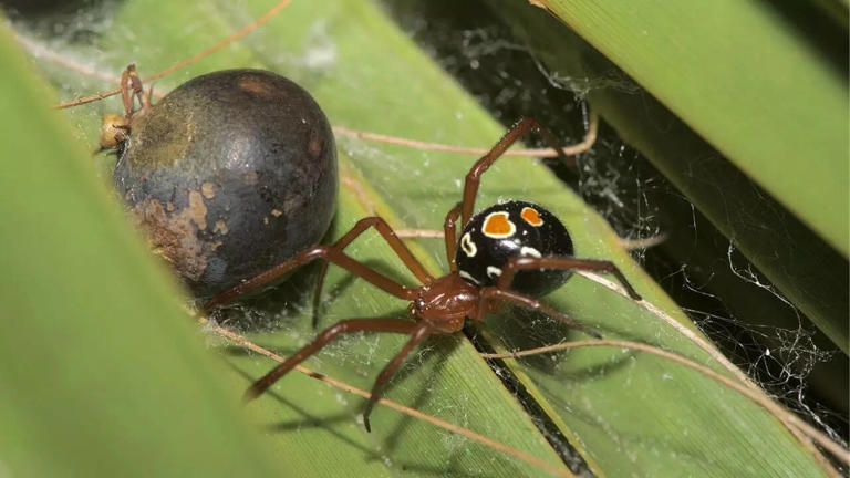 9 most deadliest spiders in the world that could endanger you by their ...