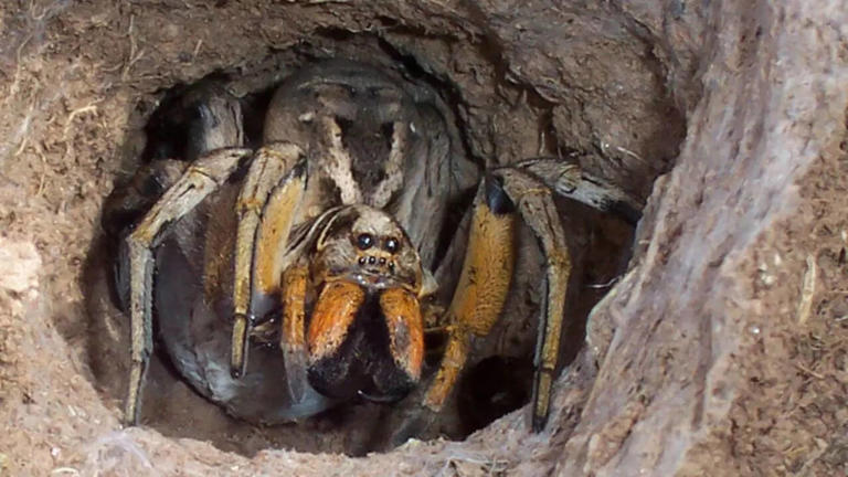 9 most deadliest spiders in the world that could endanger you by their ...