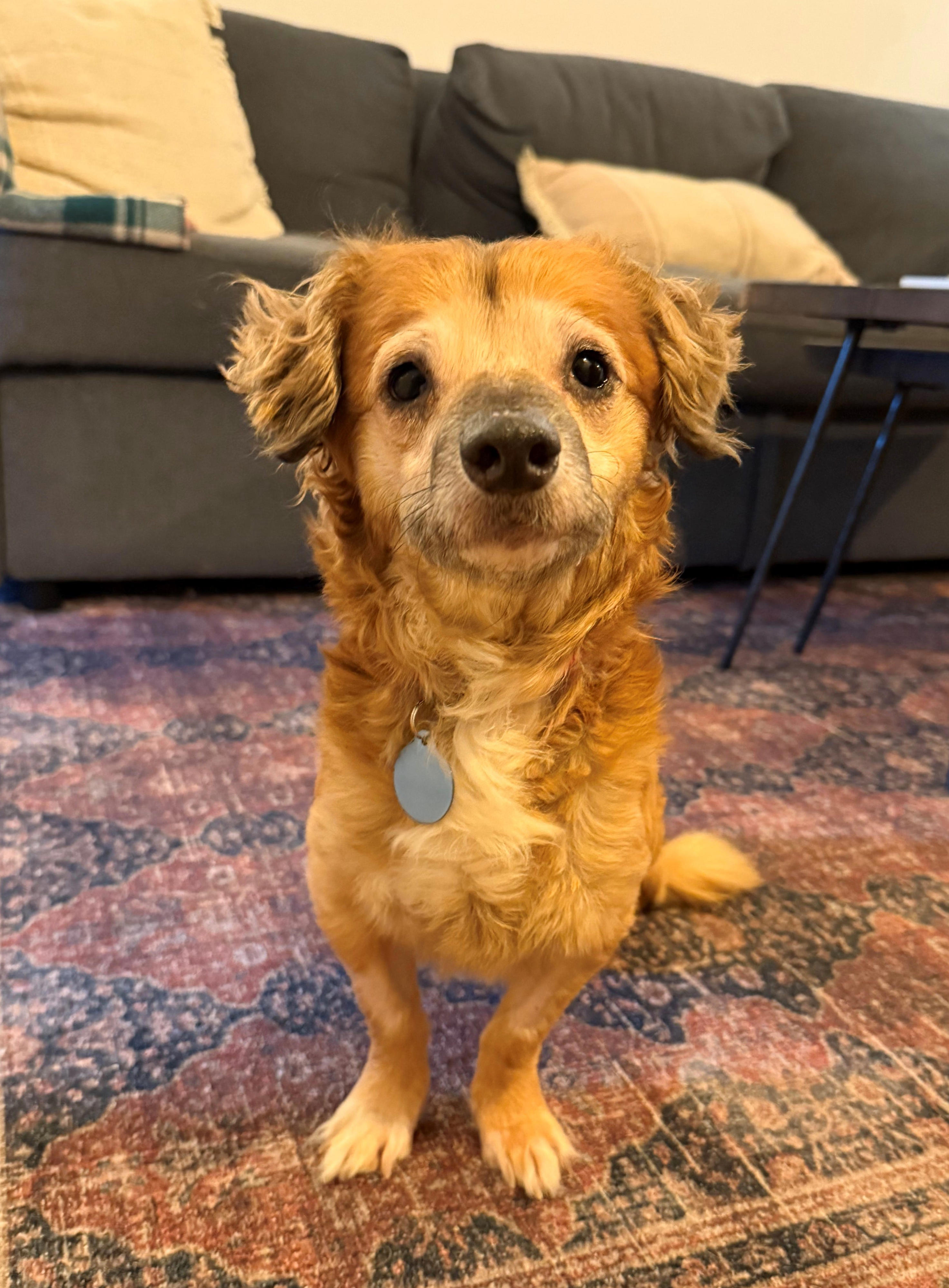 Internet celebrity Tiki is up for adoption. The waitlist is full.