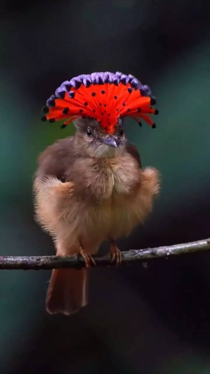 Birds with crowns, tufts, and unique head feathers