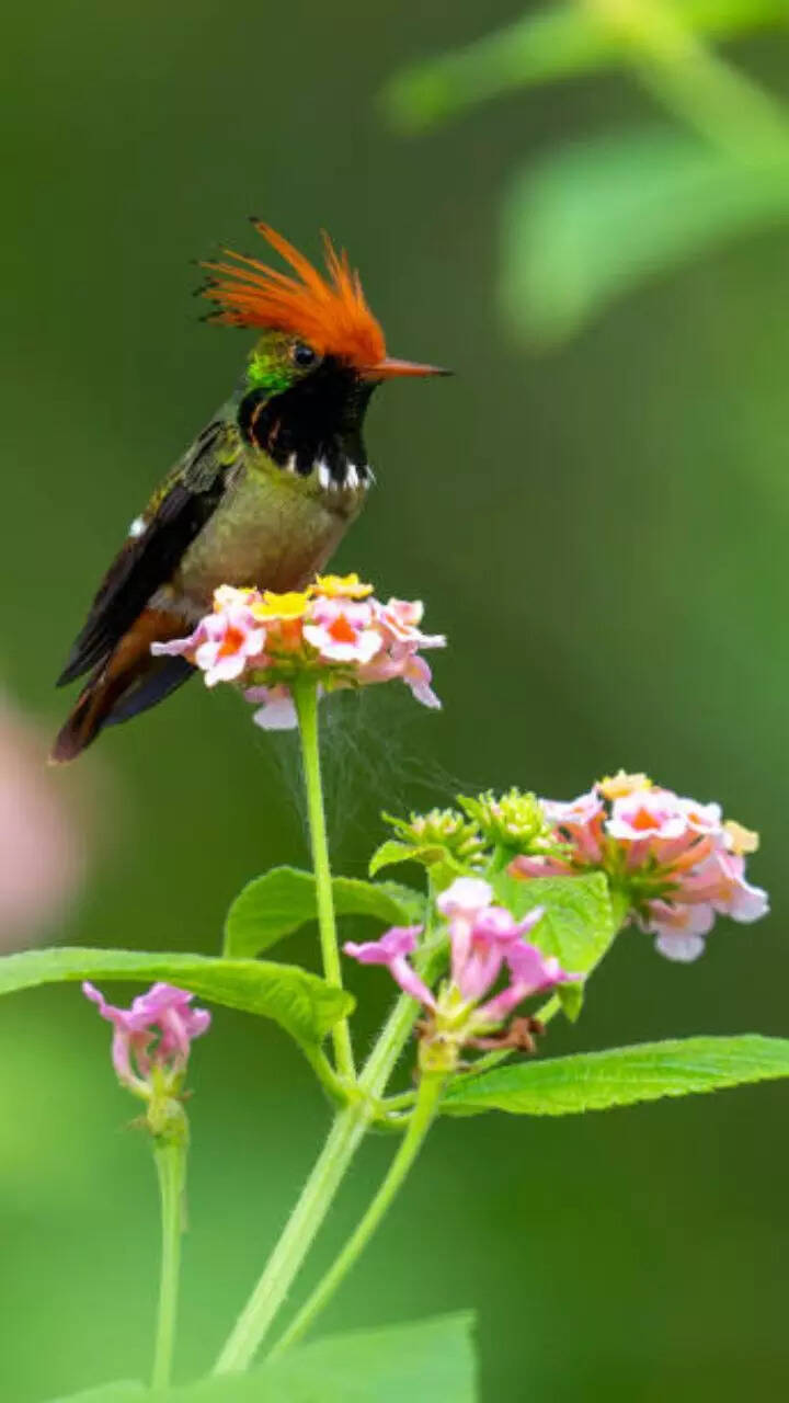 Birds with crowns, tufts, and unique head feathers