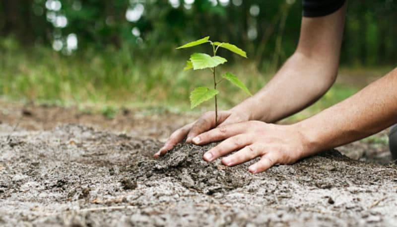 UN warns tree planting may backfire as climate fix, says wildfire risks ... UN warns tree planting may backfire as climate fix, says wildfire risks ...