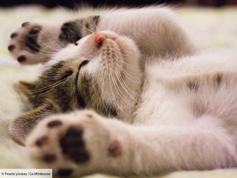 Le chat est-il vraiment un animal territorial