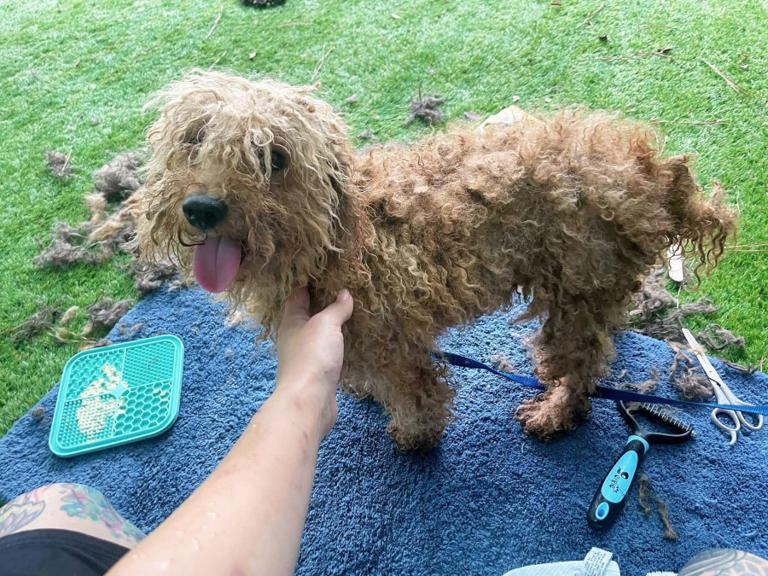 101 dogs rescued from North Carolina home soon to be ready for adoption