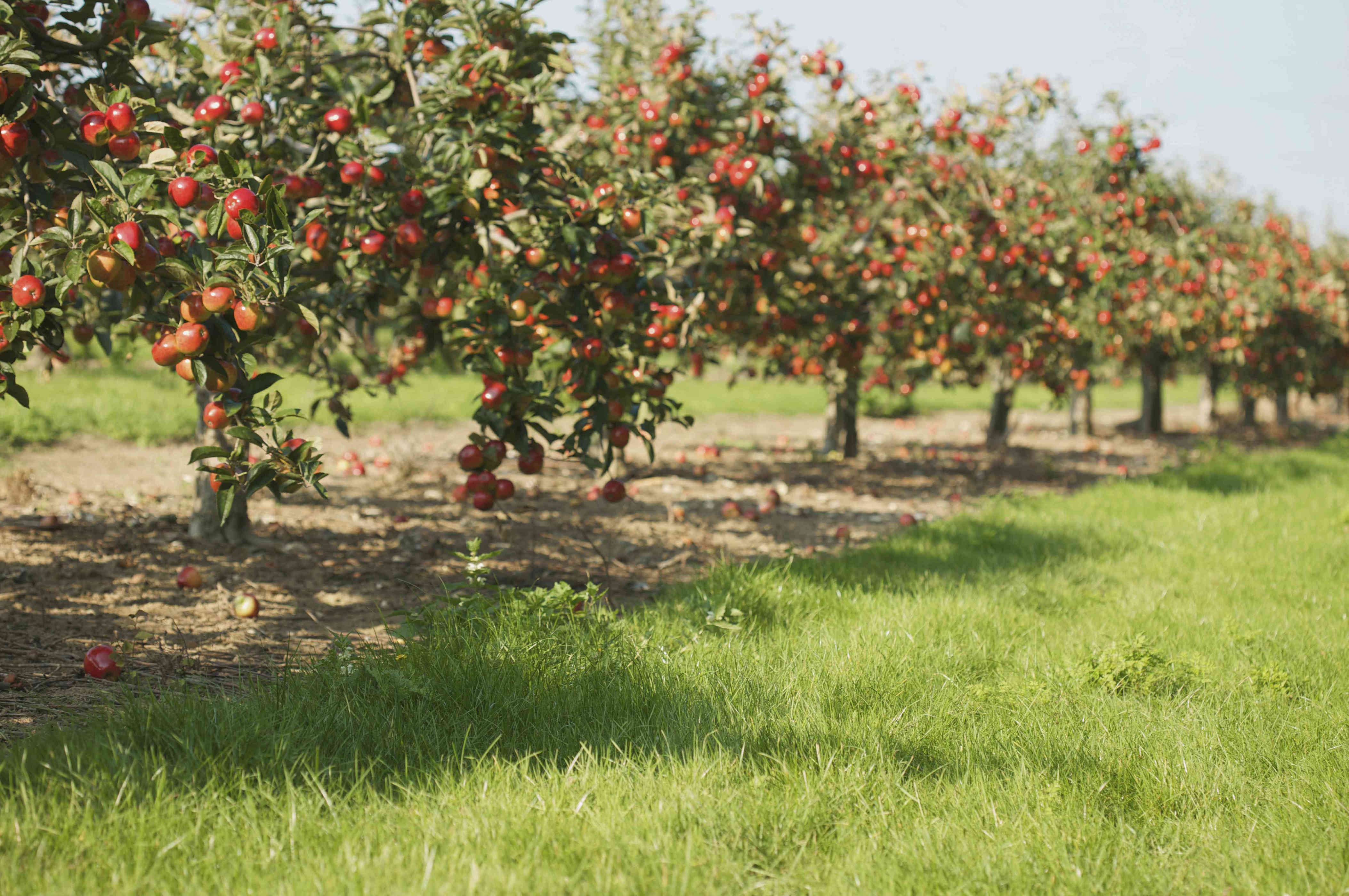 Boost Your Fruit Tree Harvest with These 4 Types of Companion Plants