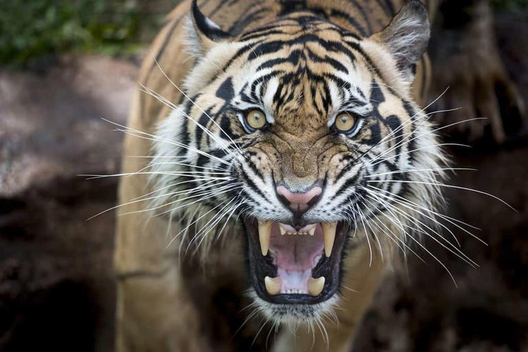 Tiger Teeth: Everything You Need to Know