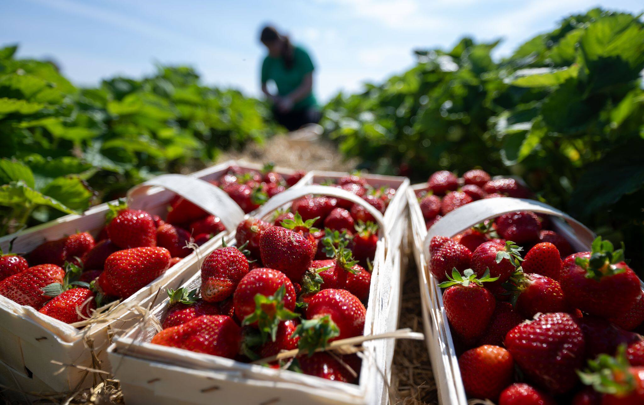 Brandenburgs Erdbeerernte 2025: Hier kann man selbst Erdbeeren pflücken