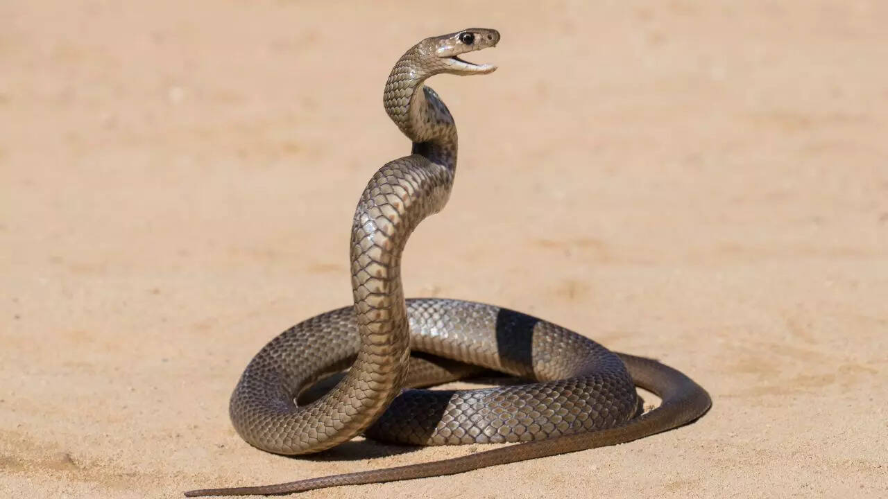 Top 10 most dangerous snakes in the world