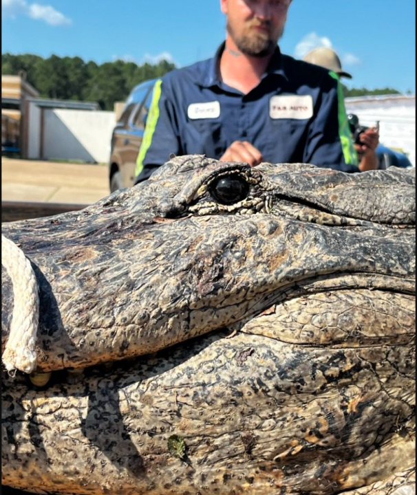 Unexpected 13-foot visitor arrives at Broaddus ISD