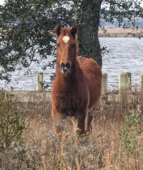 Corolla Wild Horse Fund announces death of colt