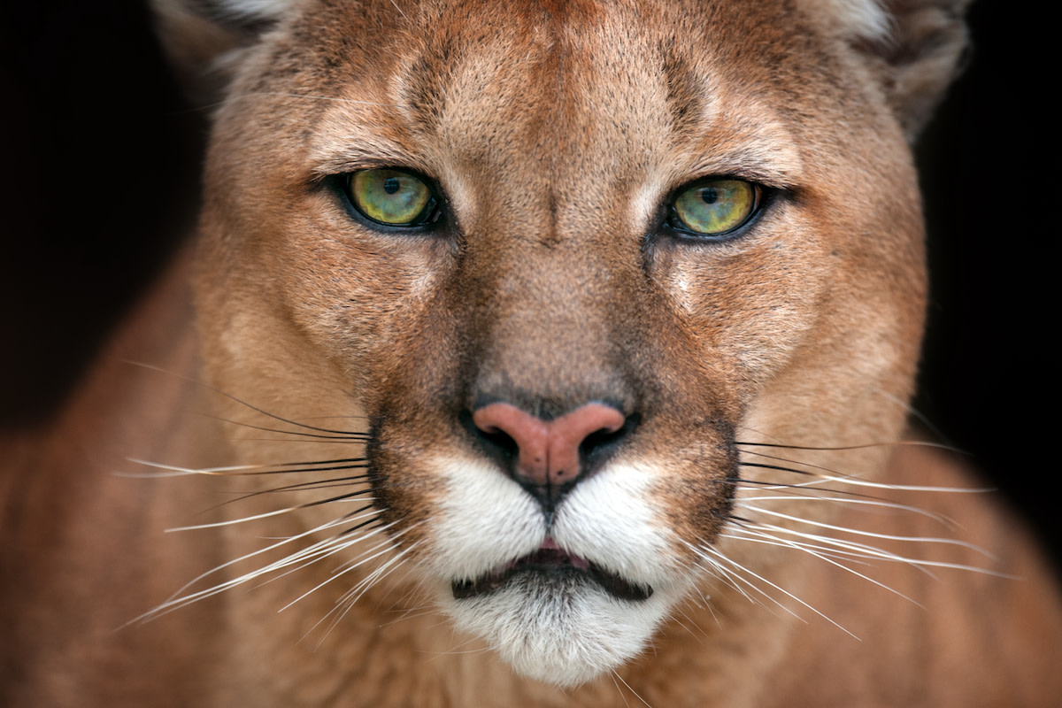 Southern Californian's Terrifying Close Call With an Angry Puma Is ...