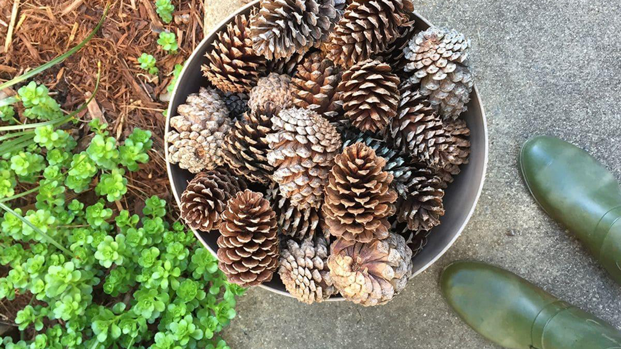 8 Reasons Why Pinecones Are Beneficial For Your Garden