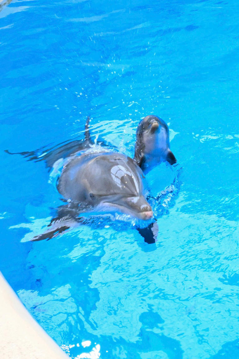 Adorable baby bottlenose dolphin’s first breath shown in incredible video