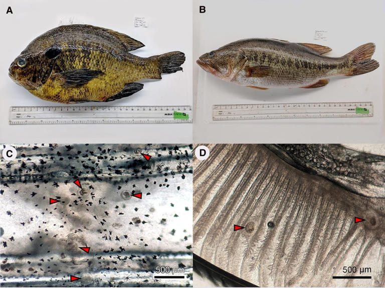 90% of freshwater fish in US carry dangerous human-infecting parasites