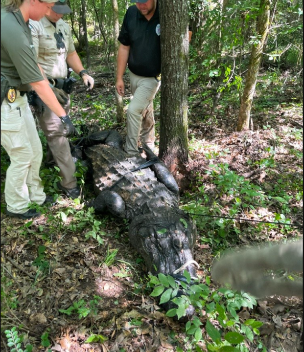 Unexpected 13-foot visitor arrives at Broaddus ISD