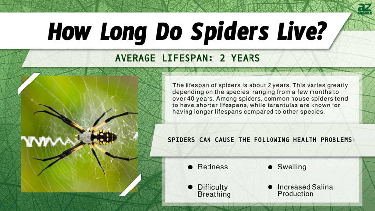 Spider Lifespan: How Long Do Spiders Live?