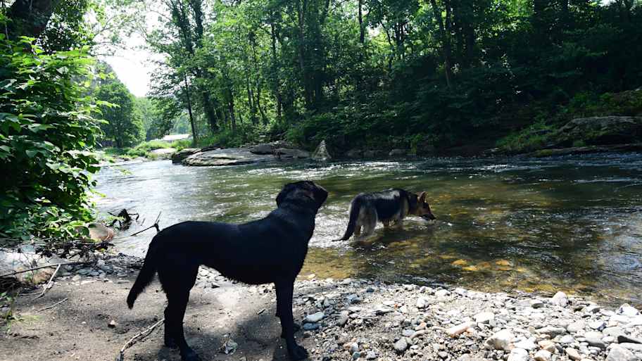 What Makes a Great Fishing Dog?