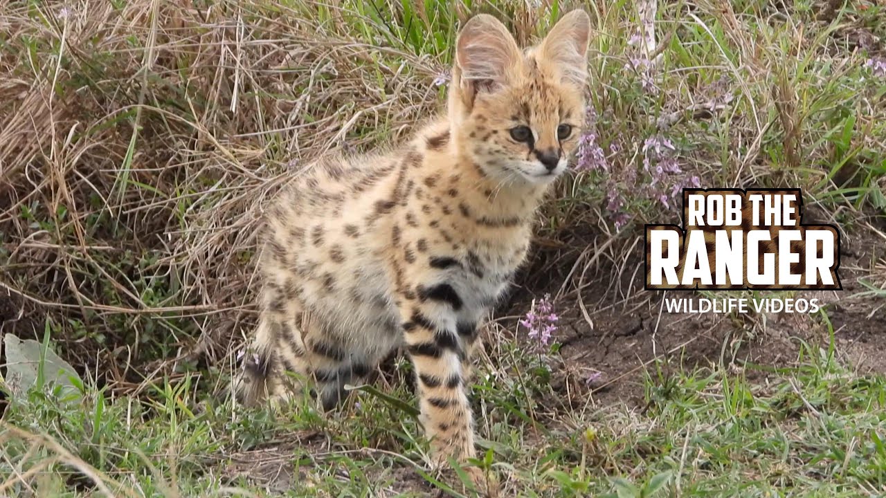 Serval kittens explore den and play together energetically