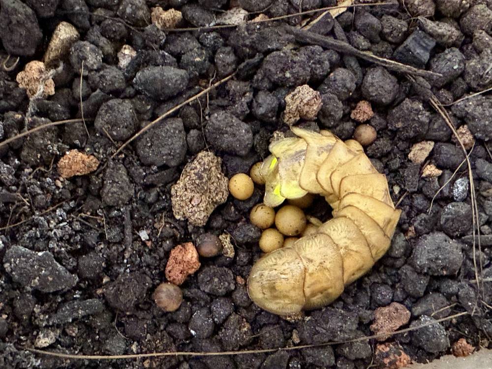 Rare firefly species discovered in Bukit Kiara forest enclave