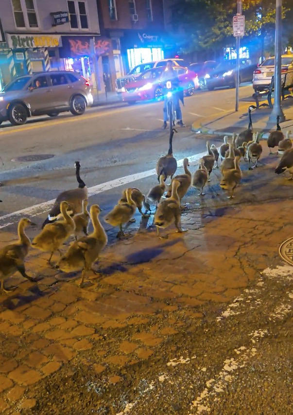 What the flock? People gather to gander at captivating geese gang in ...