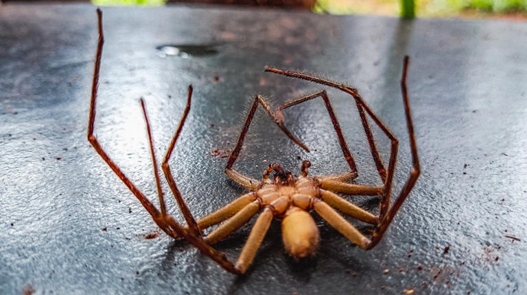 Here's Why Spiders Curl Up When They Die
