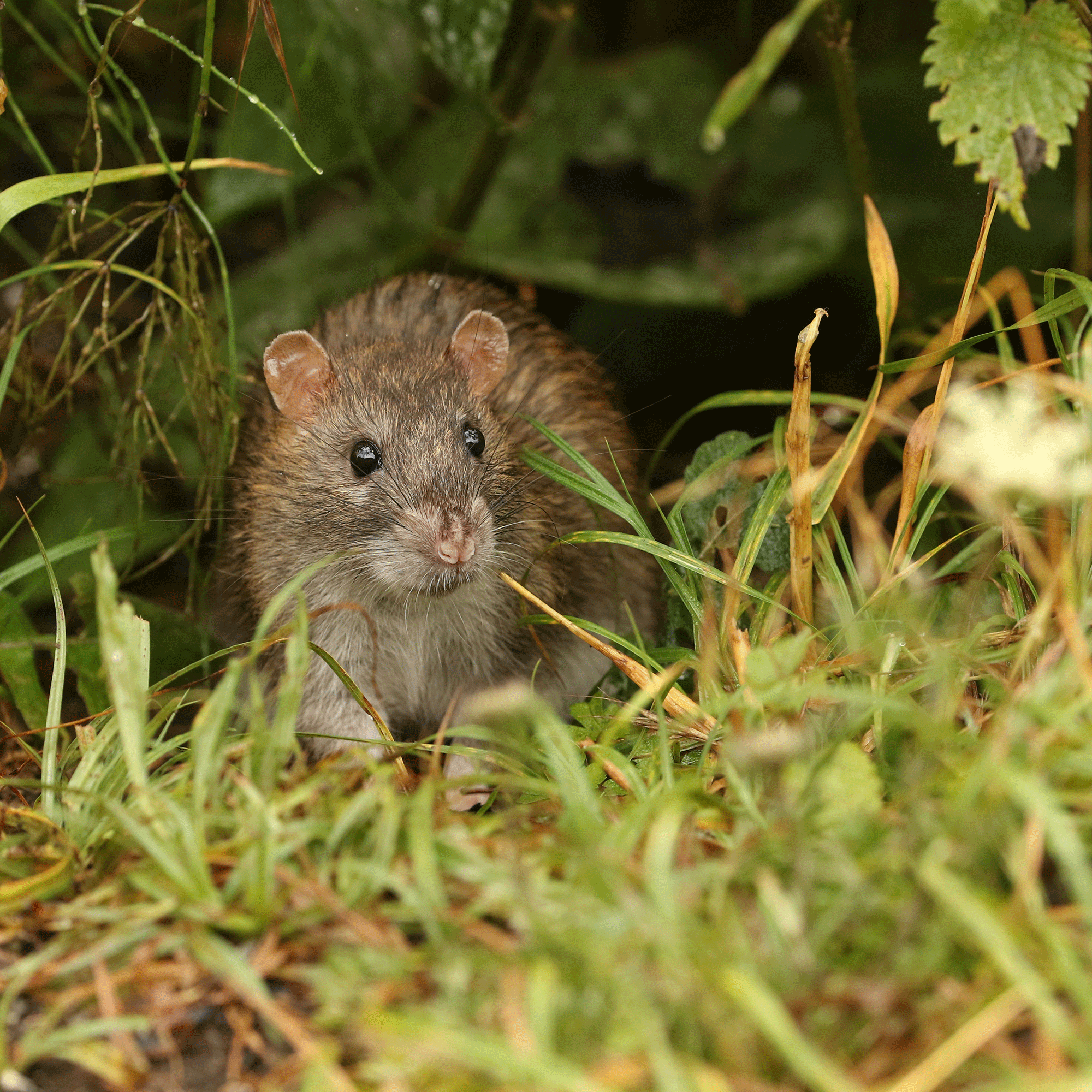 Worried your neighbour is attracting rats? What you can legally do