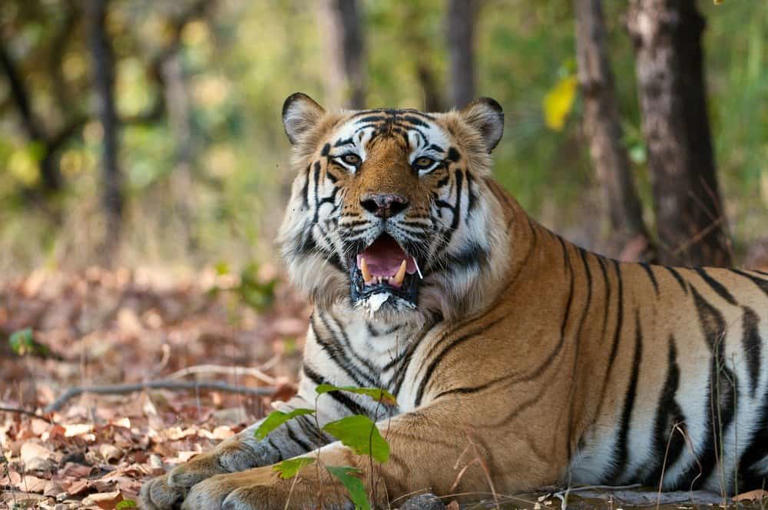 Tiger Teeth: Everything You Need to Know