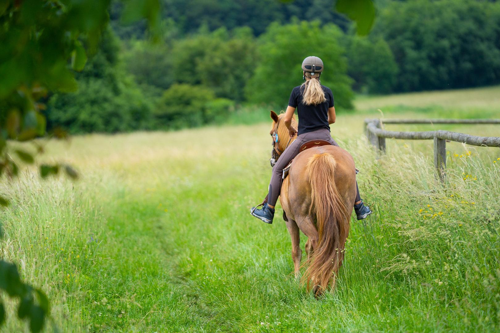 Pferd entkam Besitzerin, stieß bei Flucht gegen Pkw und starb